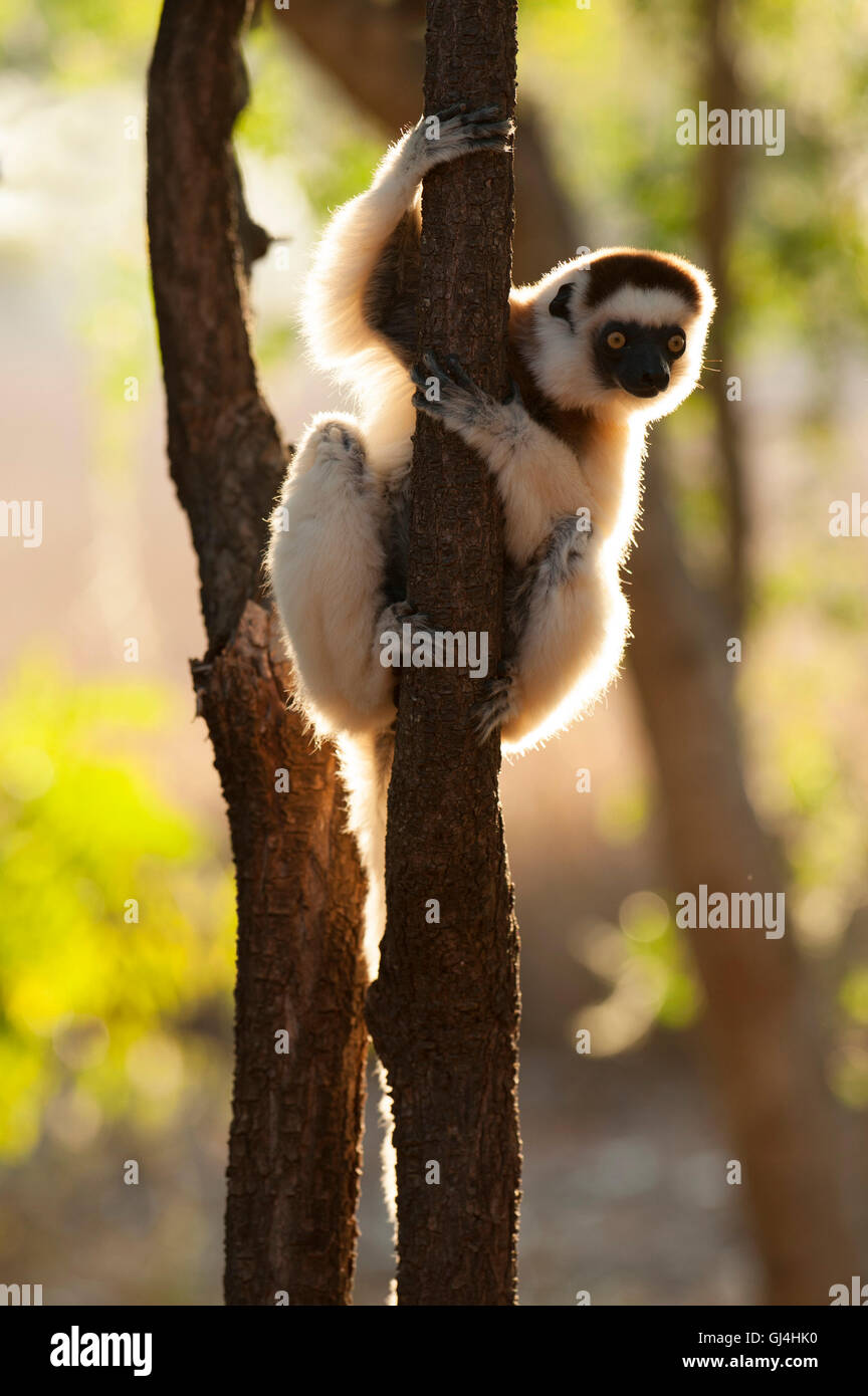 Verreaux's sifaka Propithecus verreauxi Madagascar Stock Photo - Alamy