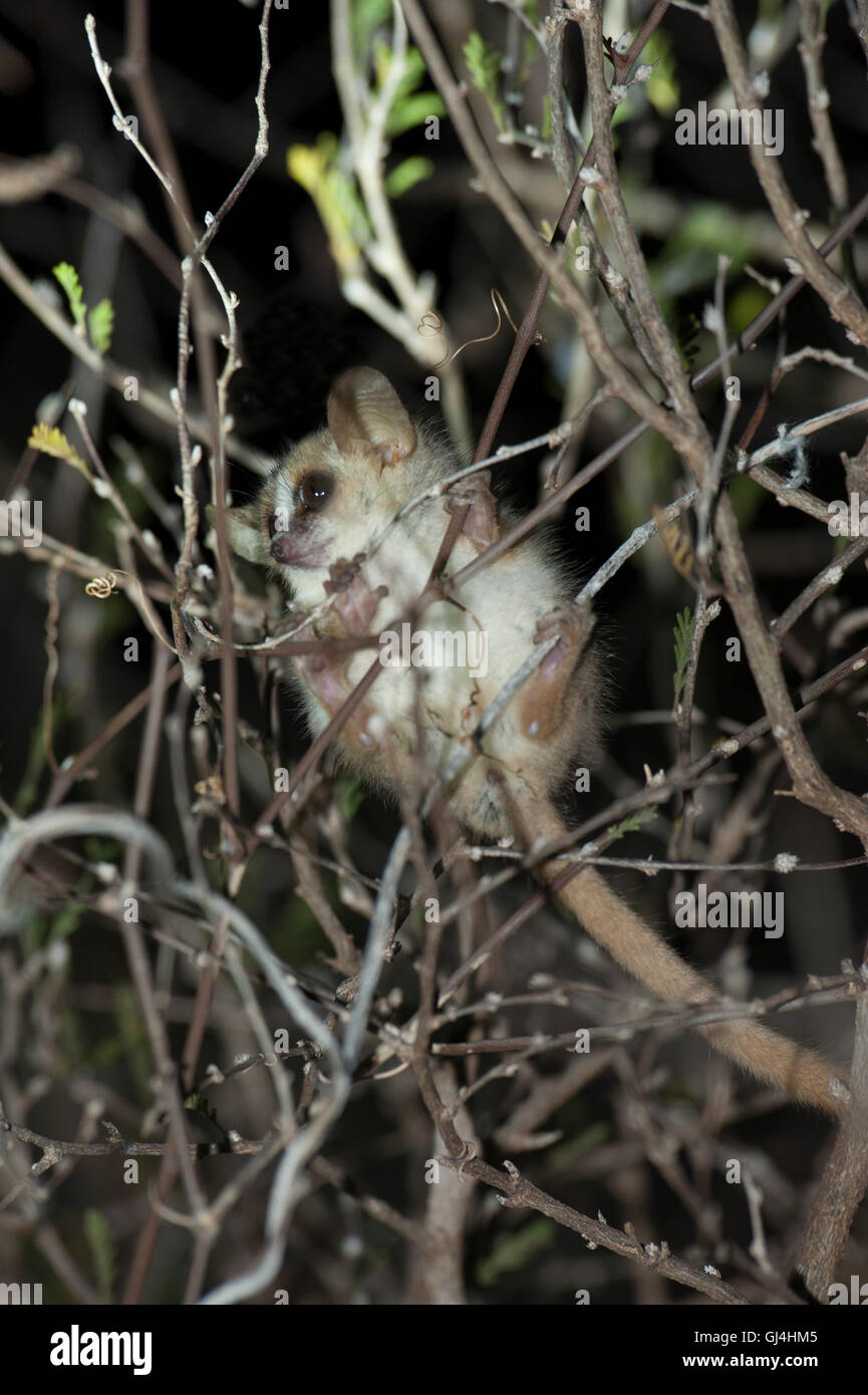 Grey-brown mouse lemur Microcebus griseorufus Stock Photo - Alamy