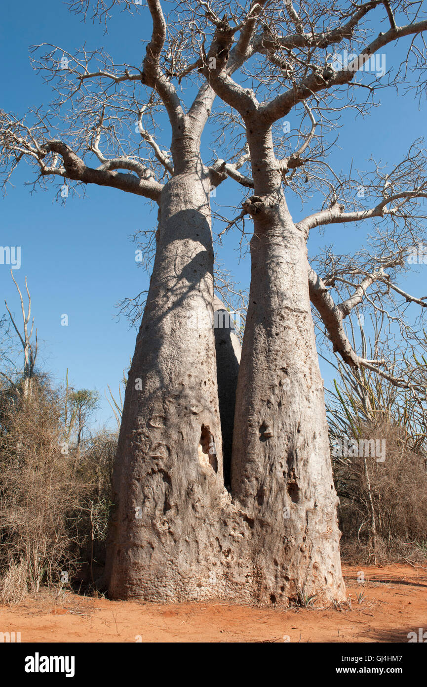 Baobab Tree Madagascar Stock Photo - Alamy