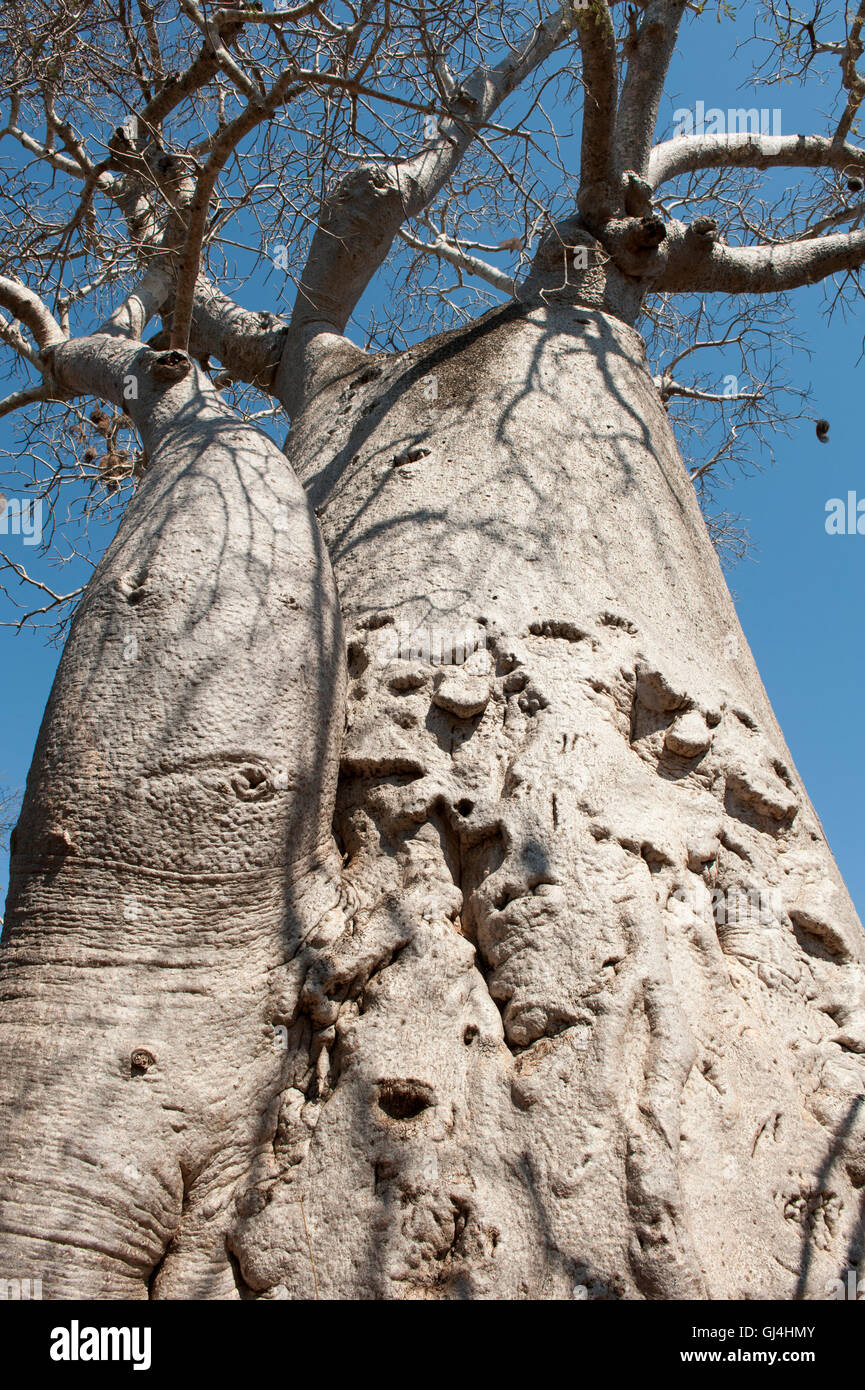 Baobab Tree Madagascar Stock Photo - Alamy