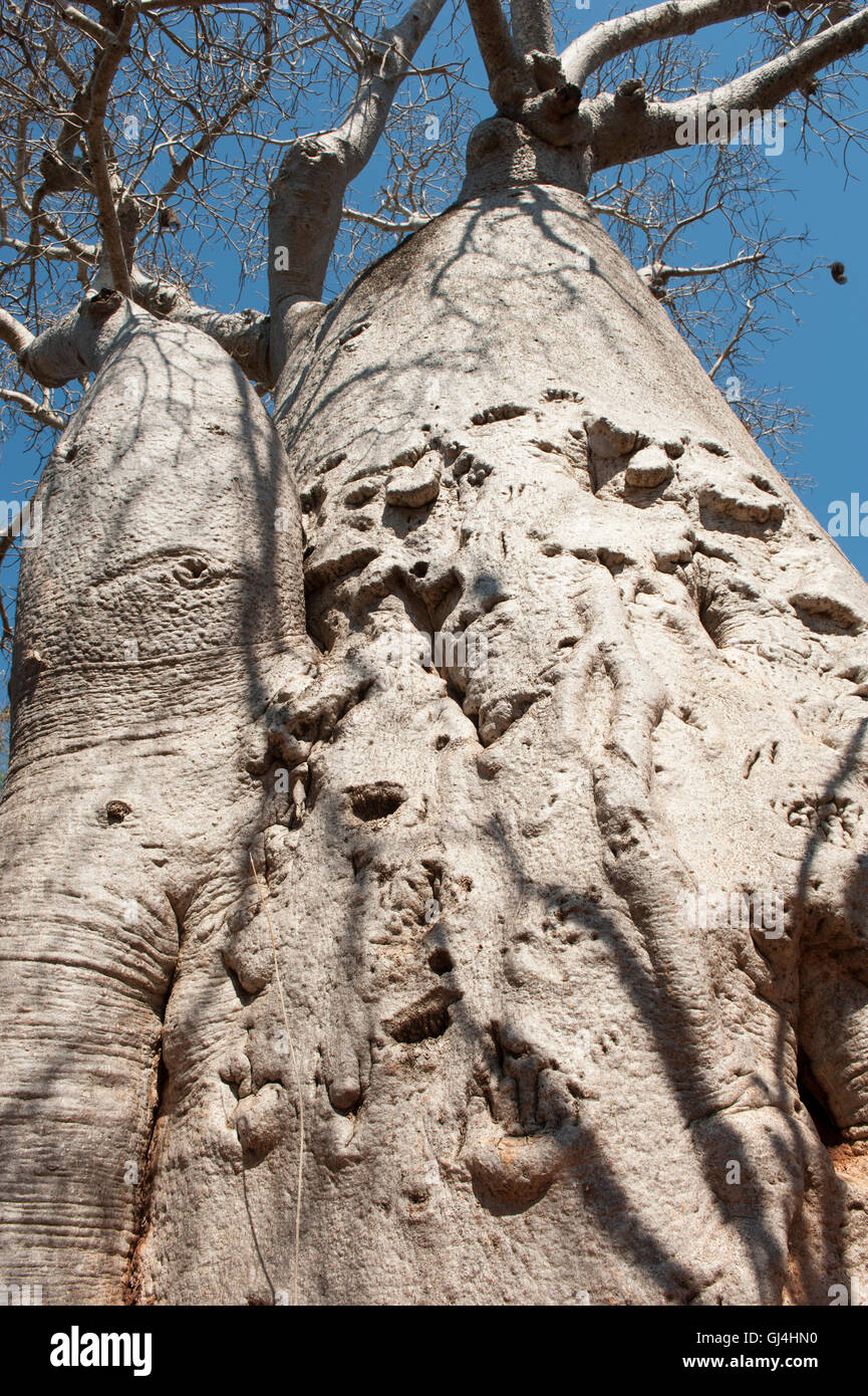 Baobab tree madagascar hi-res stock photography and images - Alamy