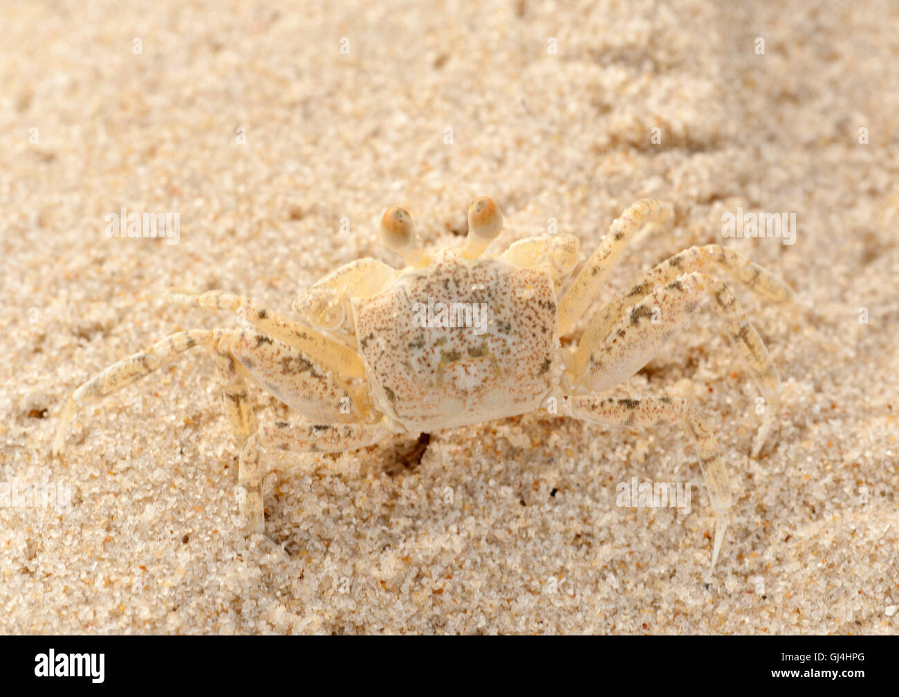 Madagascar beach hi-res stock photography and images - Alamy