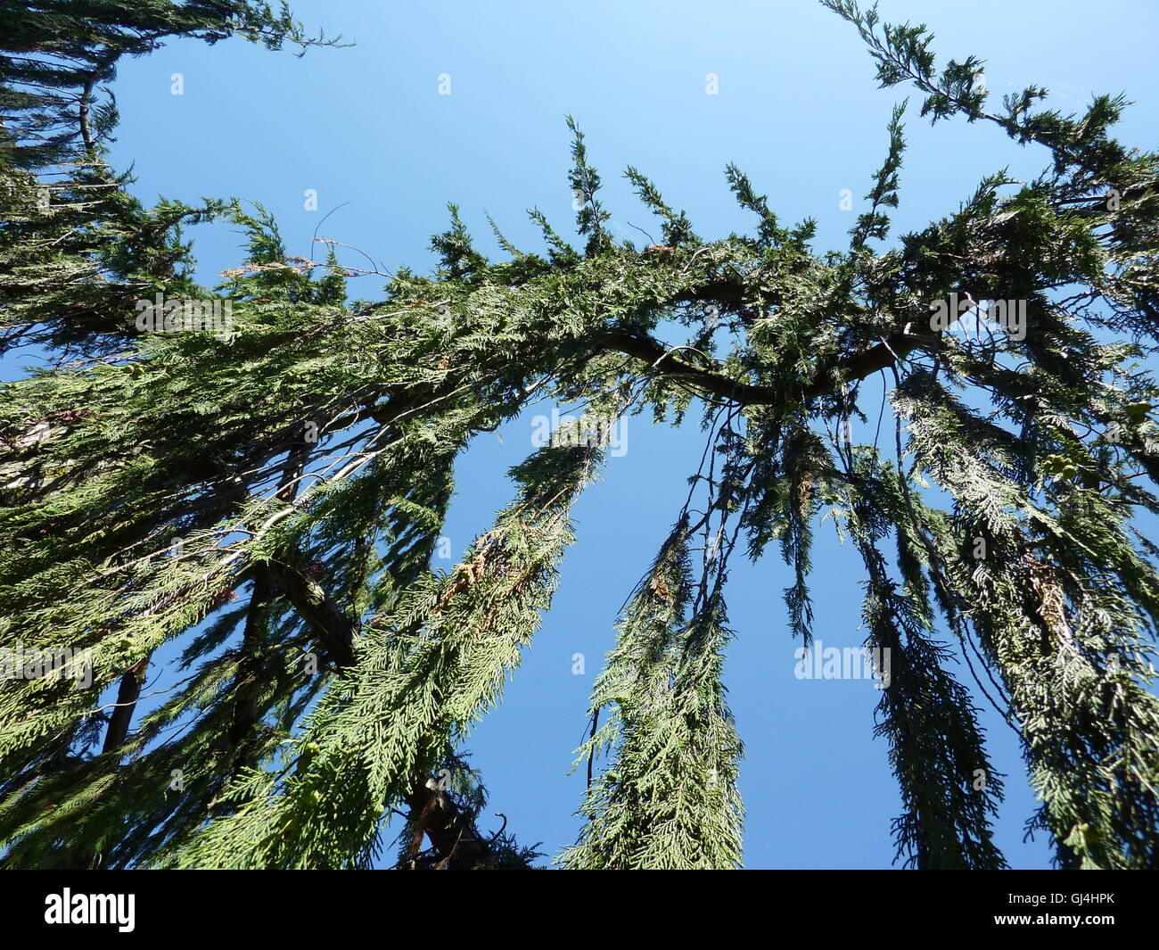 Falling branches of a tree Stock Photo - Alamy