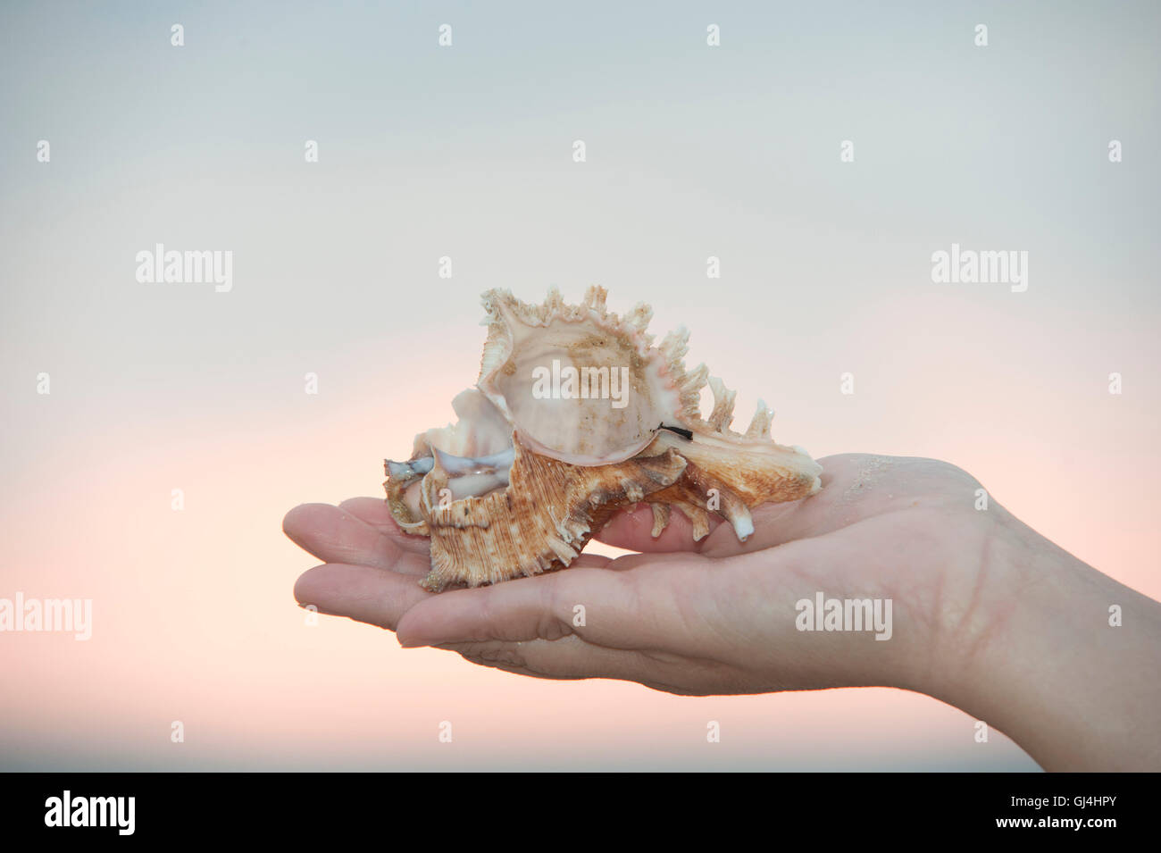 Holding conch shell hi-res stock photography and images - Alamy