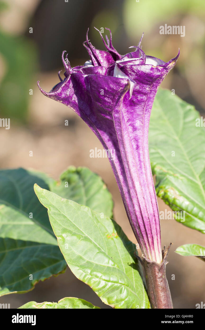 Purple trumpet hi-res stock photography and images - Alamy