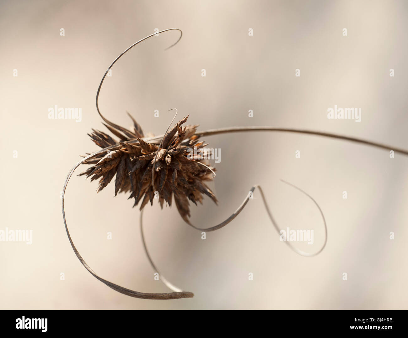Seed pod hi-res stock photography and images - Alamy
