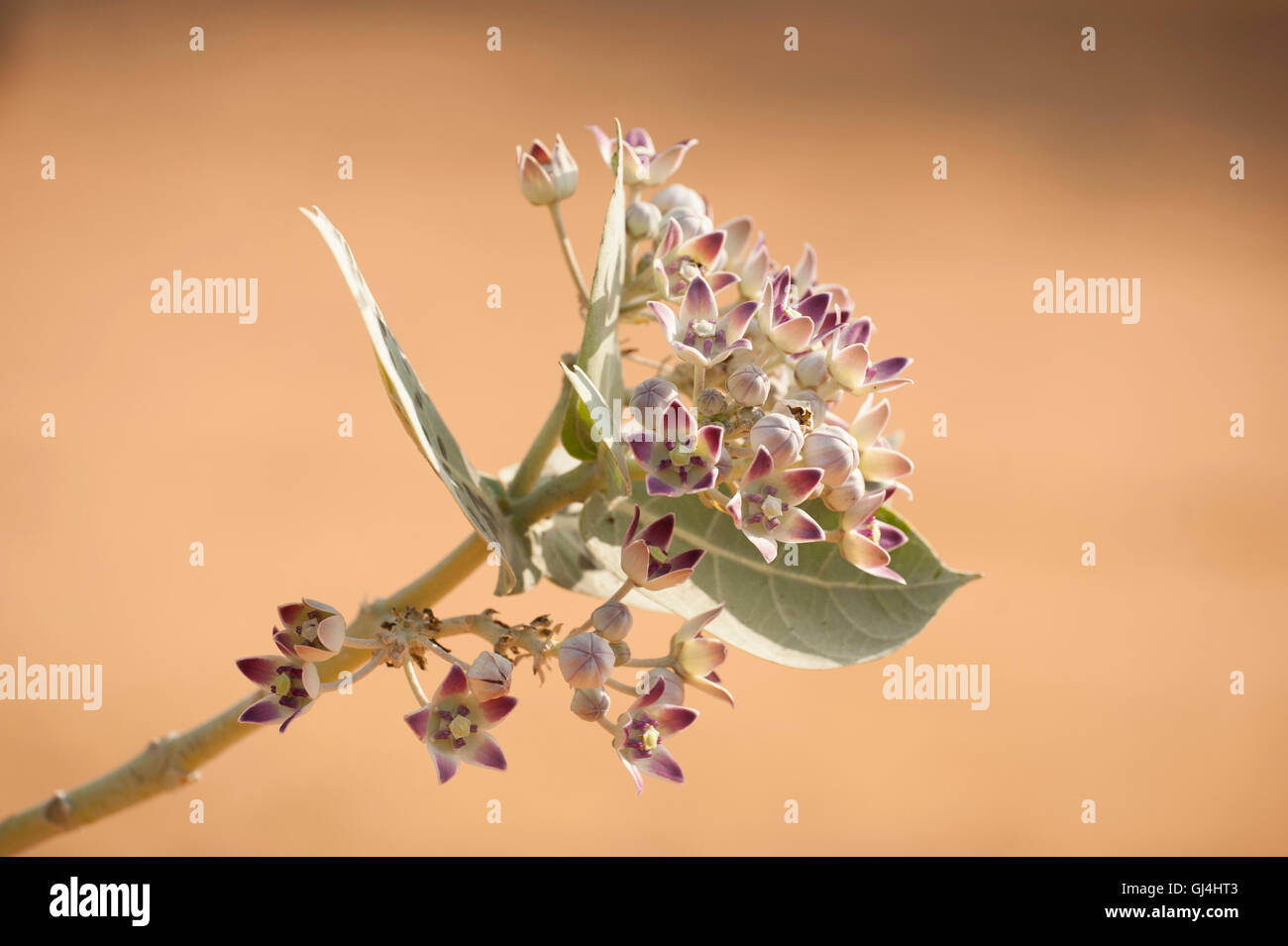 Madagascar pink hi-res stock photography and images - Alamy