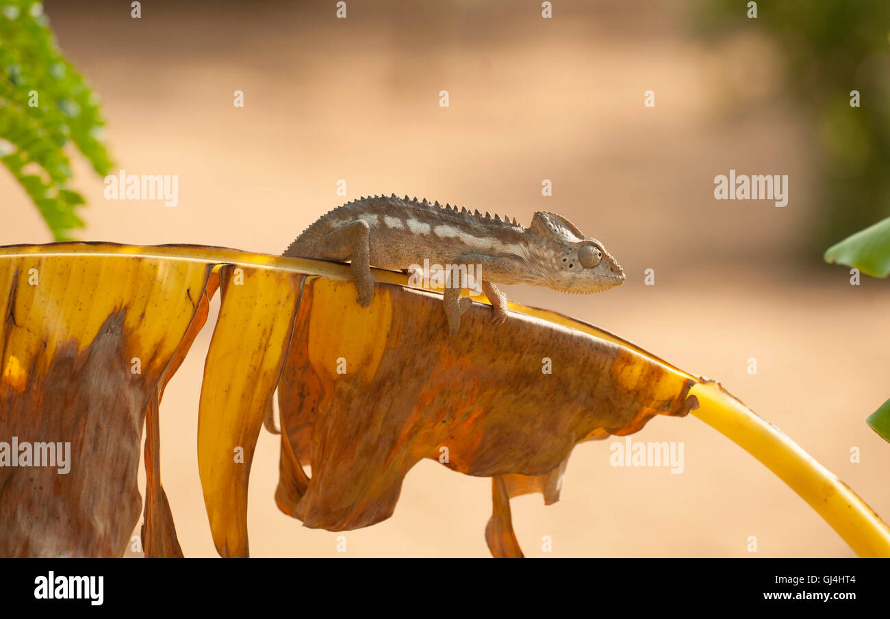 Warty chameleon Furcifer verrucosus Madagascar Stock Photo - Alamy