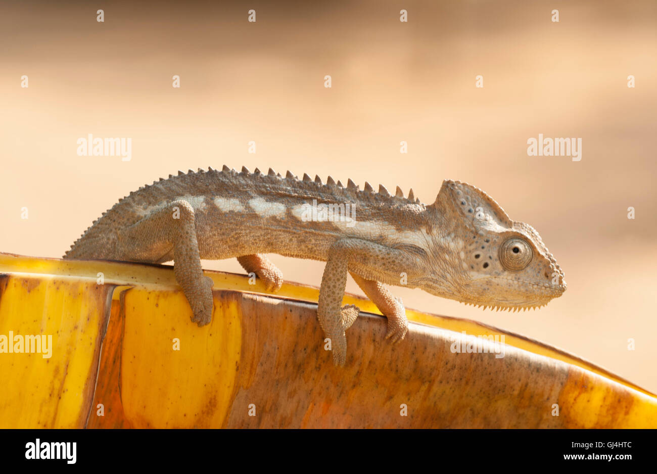 Warty chameleon Furcifer verrucosus Madagascar Stock Photo - Alamy