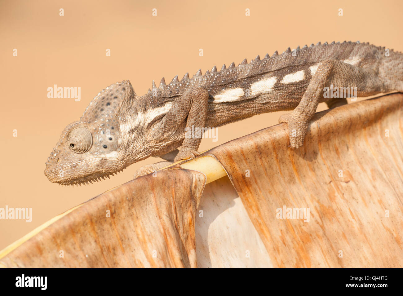 Warty chameleon Furcifer verrucosus Madagascar Stock Photo - Alamy