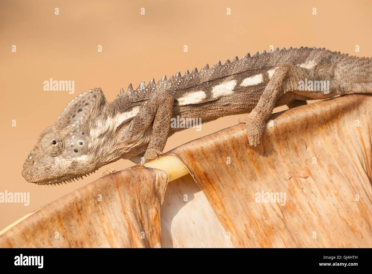 Warty chameleon Furcifer verrucosus Madagascar Stock Photo - Alamy