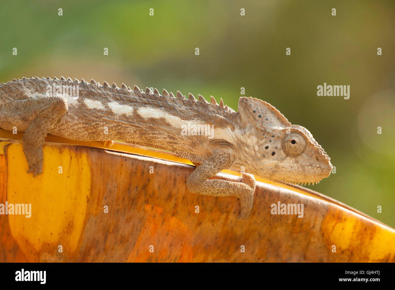 Warty chameleon Furcifer verrucosus Madagascar Stock Photo - Alamy