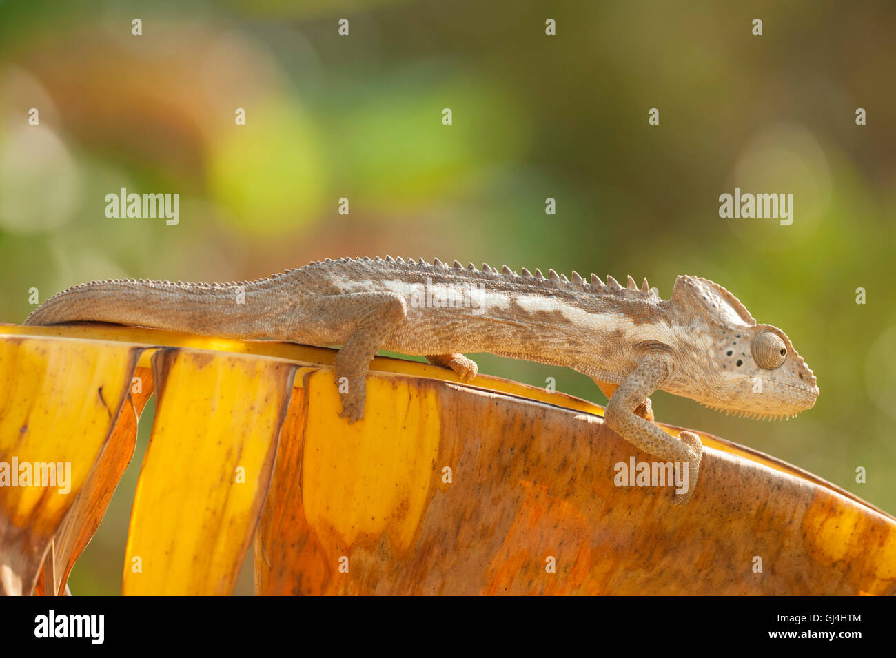 Warty chameleon Furcifer verrucosus Madagascar Stock Photo - Alamy