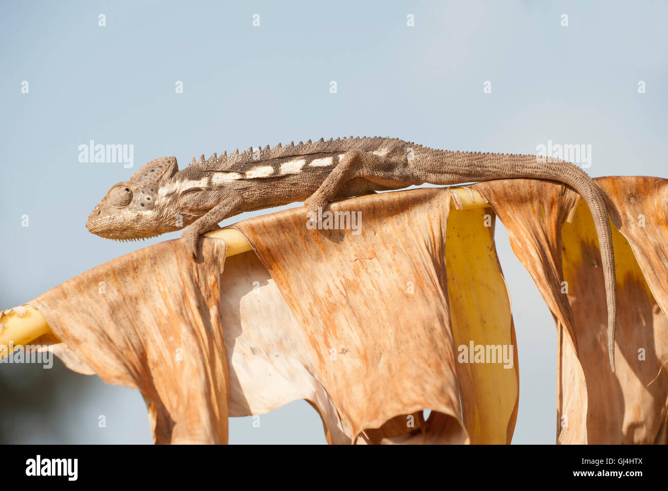 Warty chameleon Furcifer verrucosus Madagascar Stock Photo - Alamy