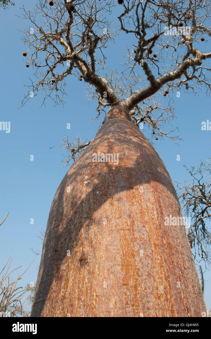 Boabab Tree Adansonia rubrostipa Stock Photo - Alamy