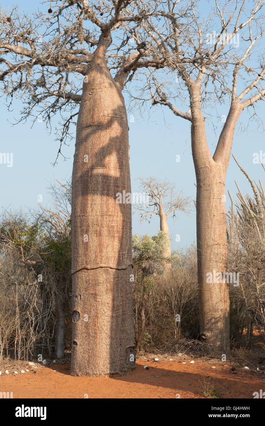 Boabab forest hi-res stock photography and images - Alamy