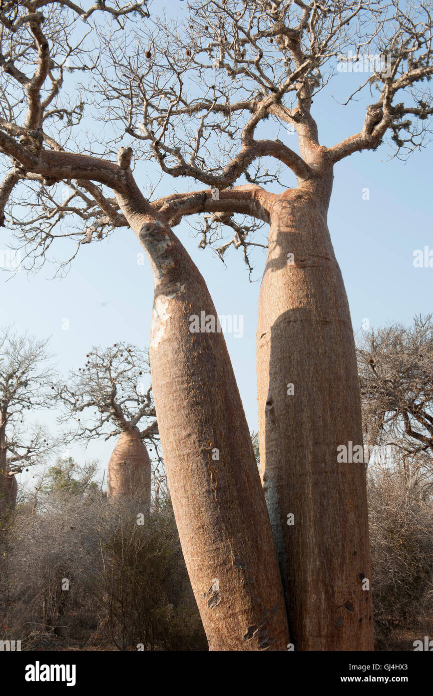 Boabab Tree Adansonia rubrostipa Stock Photo - Alamy