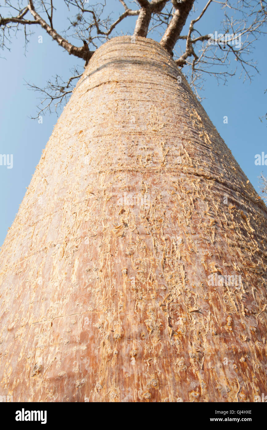Boabab Tree Adansonia rubrostipa Stock Photo - Alamy