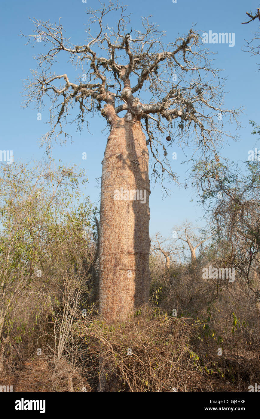 Boabab Tree Adansonia rubrostipa Stock Photo - Alamy