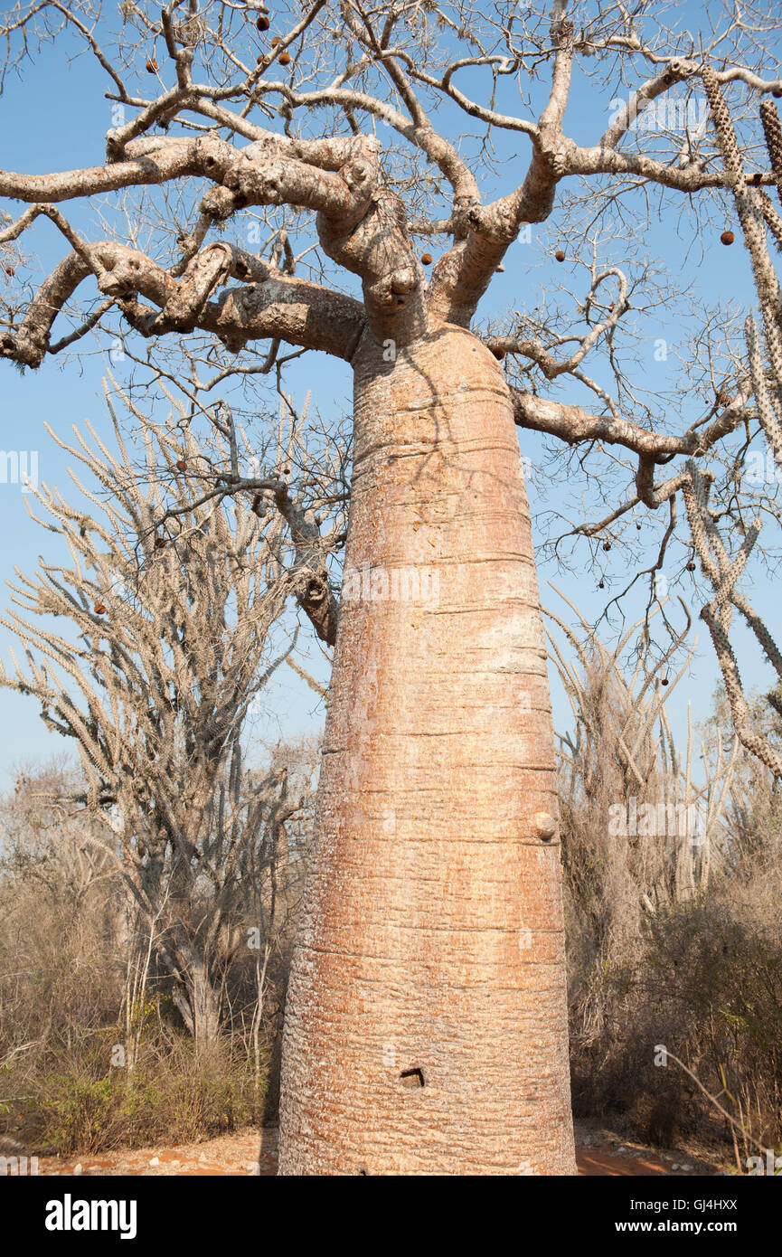 Boabab forest hi-res stock photography and images - Alamy