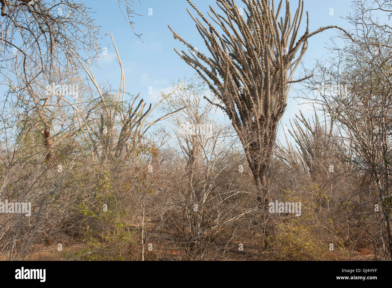 Spiny Forest Madagascar Stock Photo - Alamy