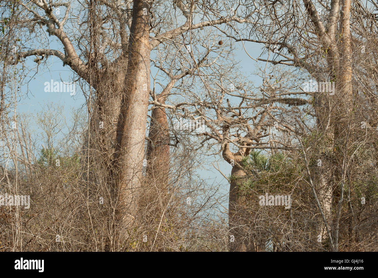 Madagascar spiny forest hi-res stock photography and images - Alamy