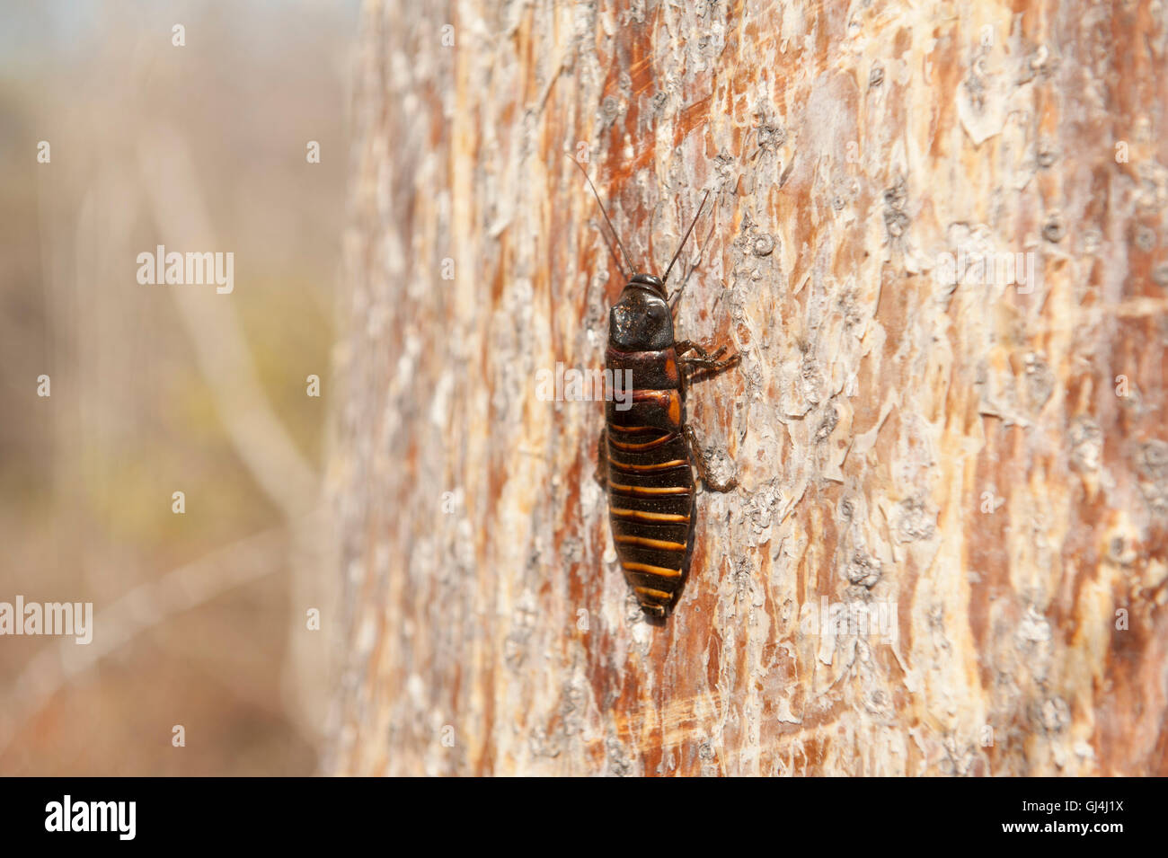 Giant Madagascar hissing cockroach (Gromphadorina portentosa Stock ...