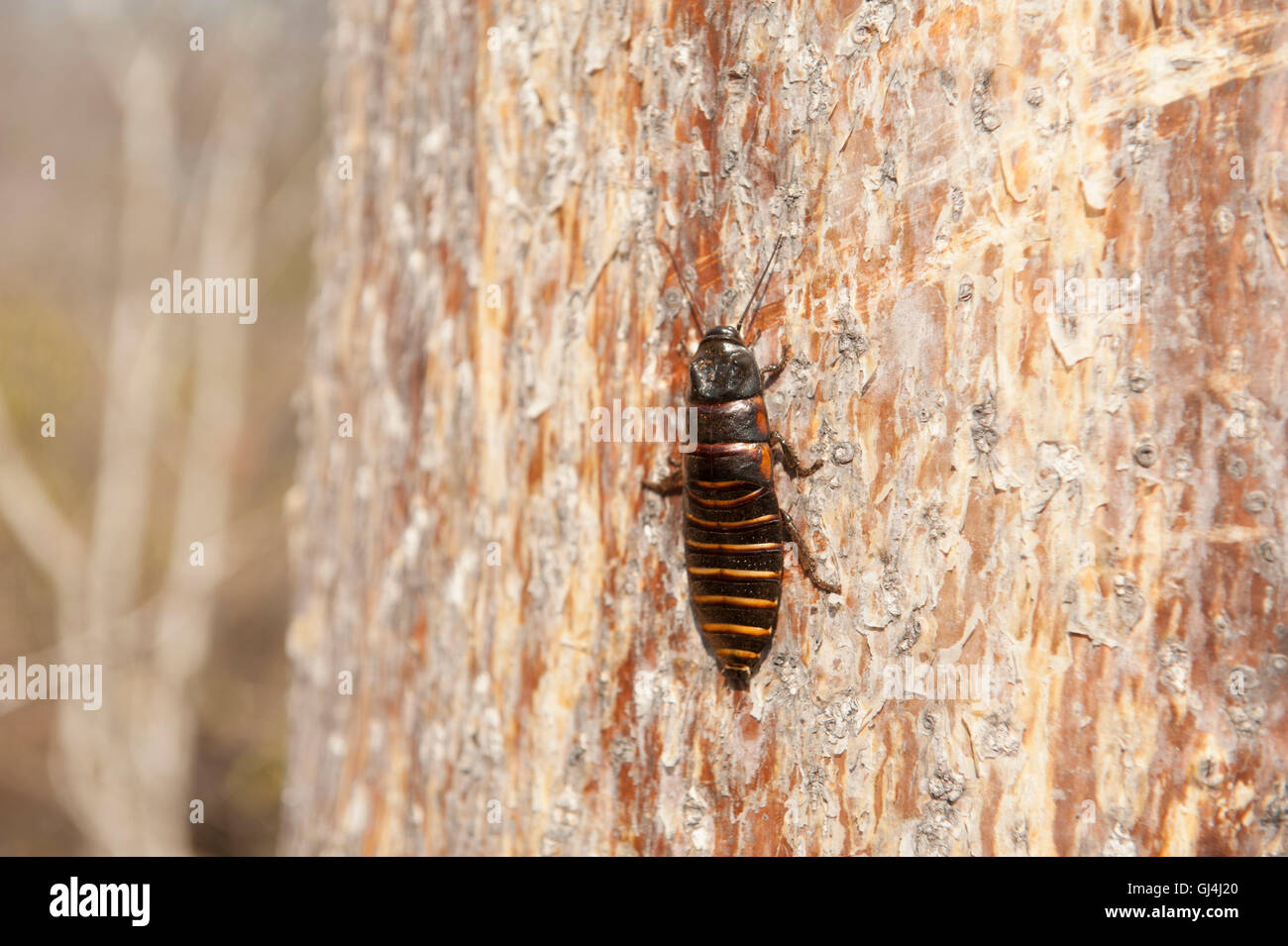 Giant Madagascar hissing cockroach (Gromphadorina portentosa Stock ...