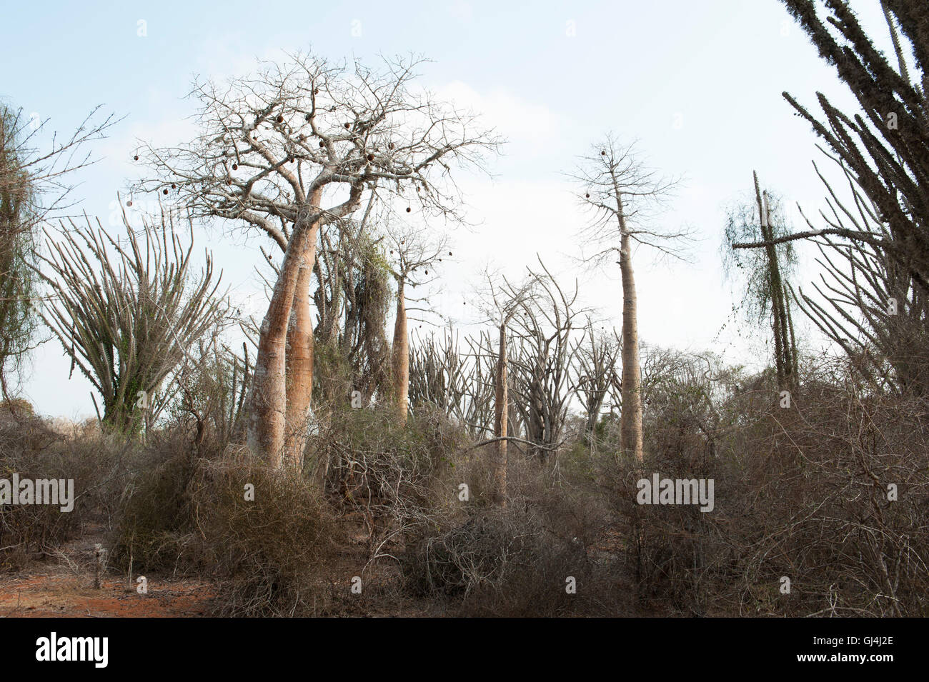 Reniala Nature Reserve Ifaty Madagascar Stock Photo - Alamy