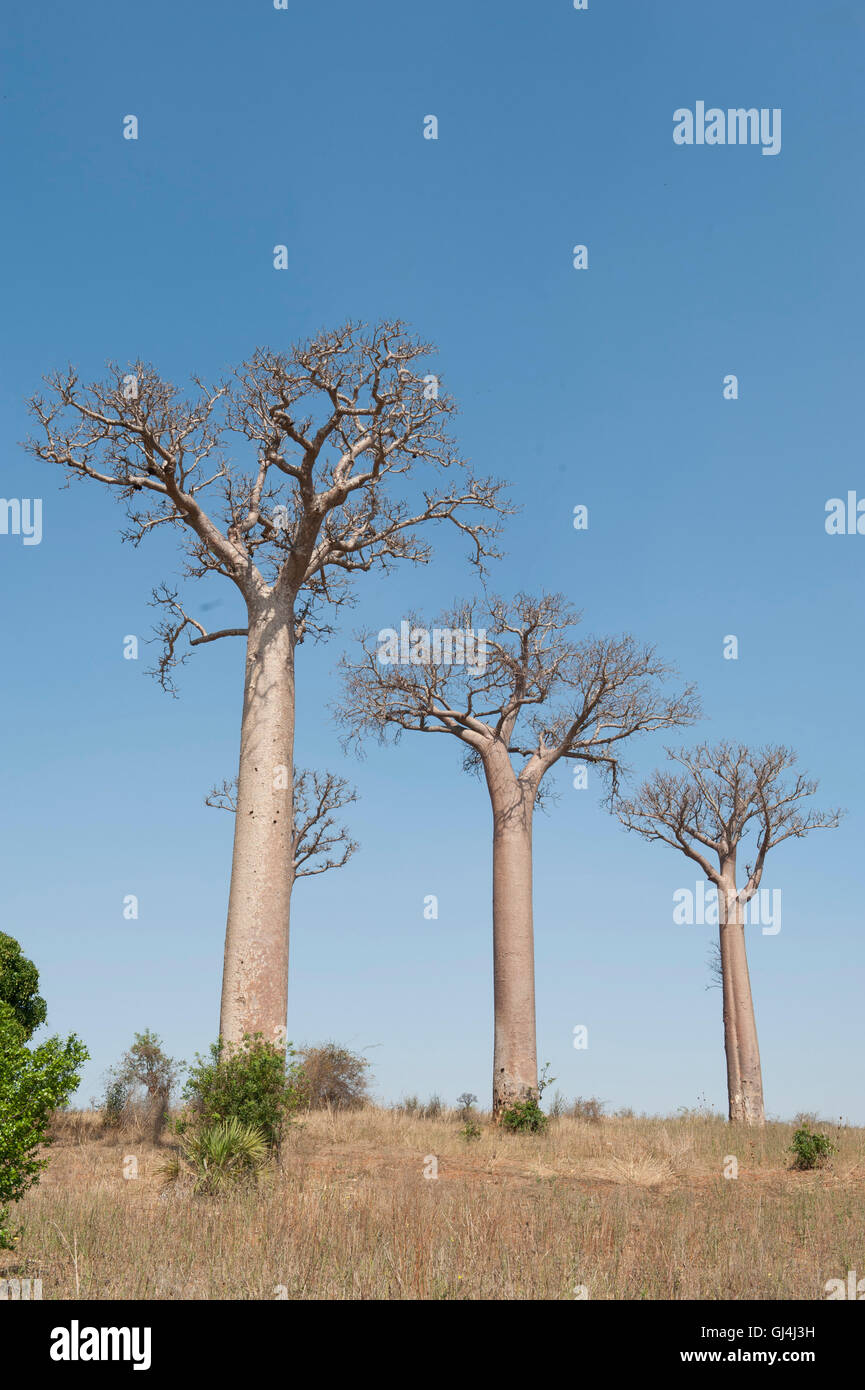 Adansonia Za Baobab Tree High Resolution Stock Photography and Images ...