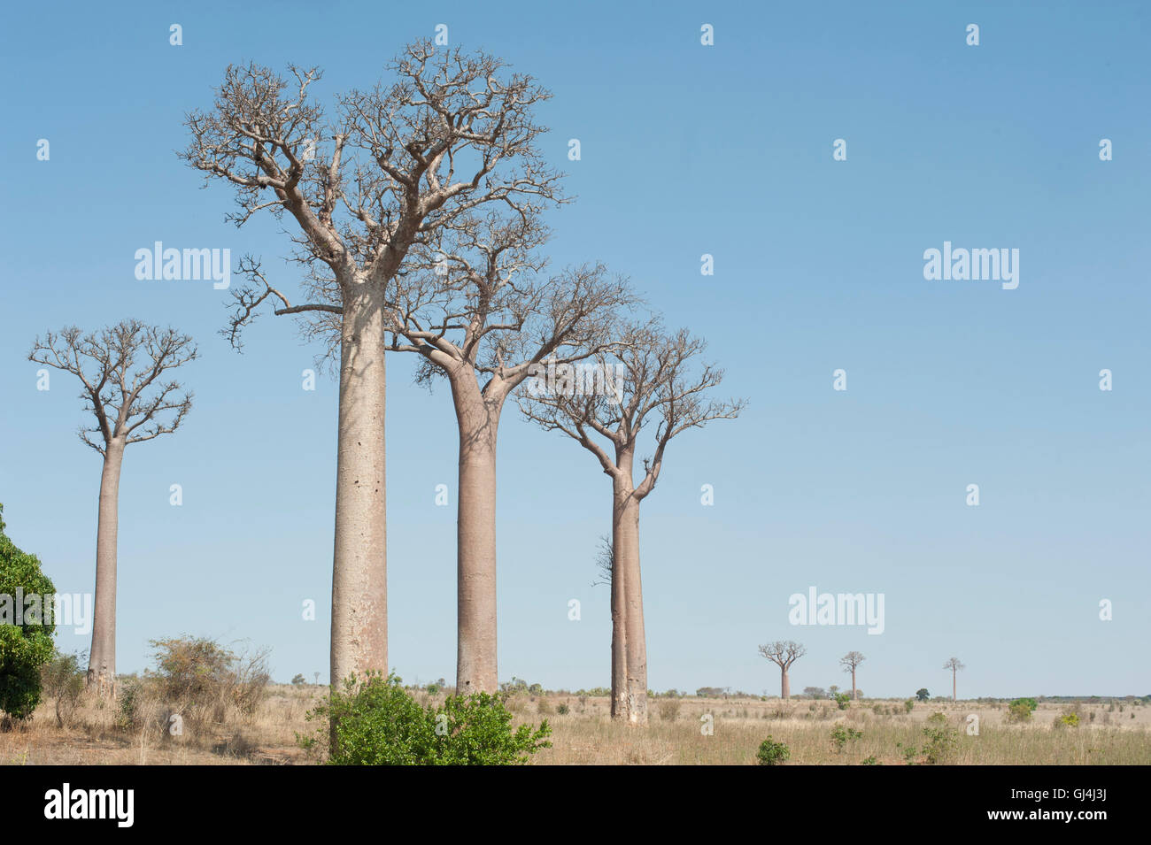 Baobab Tree Adansonia za Madagascar Stock Photo - Alamy