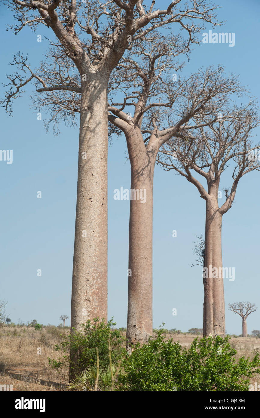 Baobab Tree Adansonia za Madagascar Stock Photo - Alamy