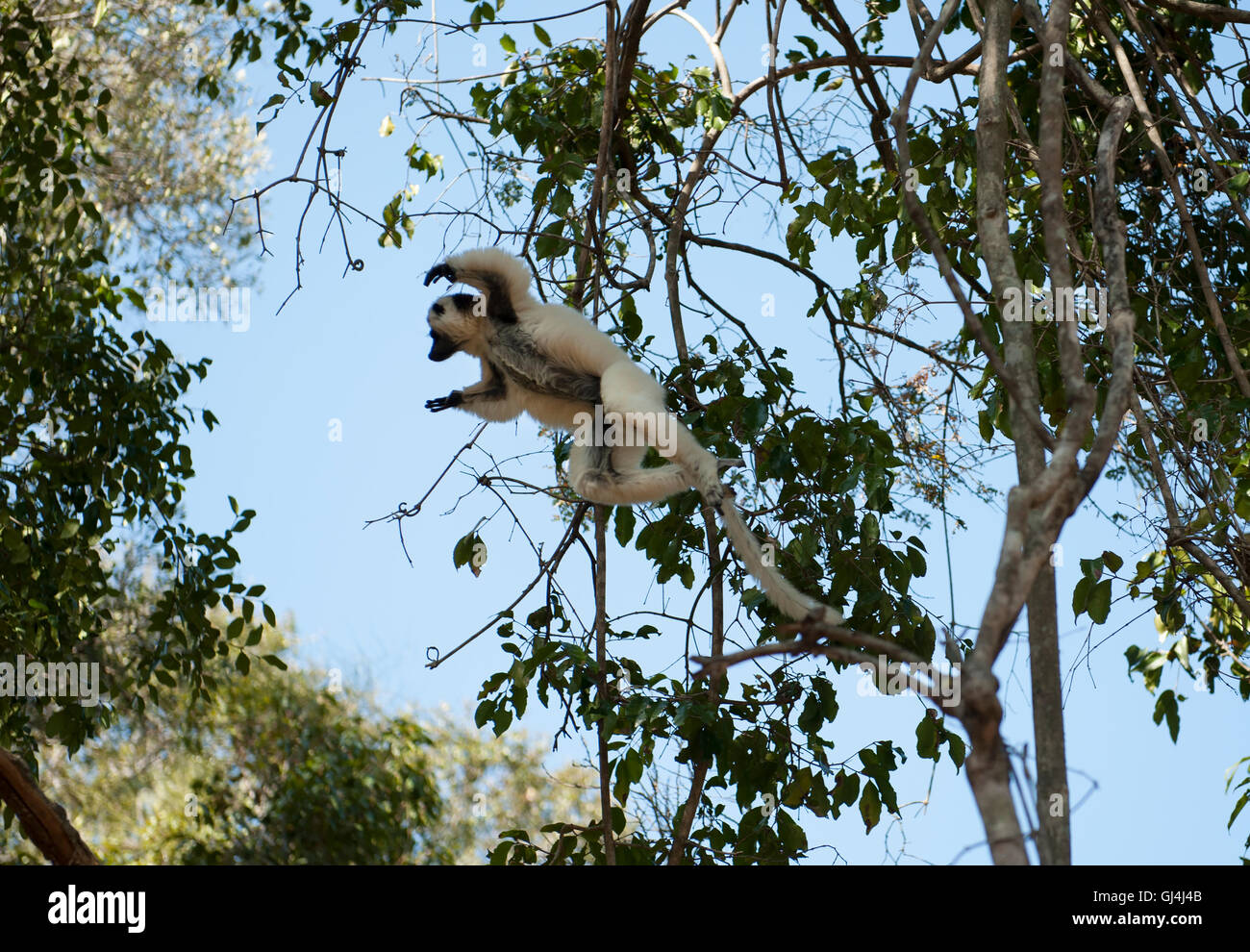 Verreaux's sifaka Propithecus verreauxi Madagascar Stock Photo - Alamy