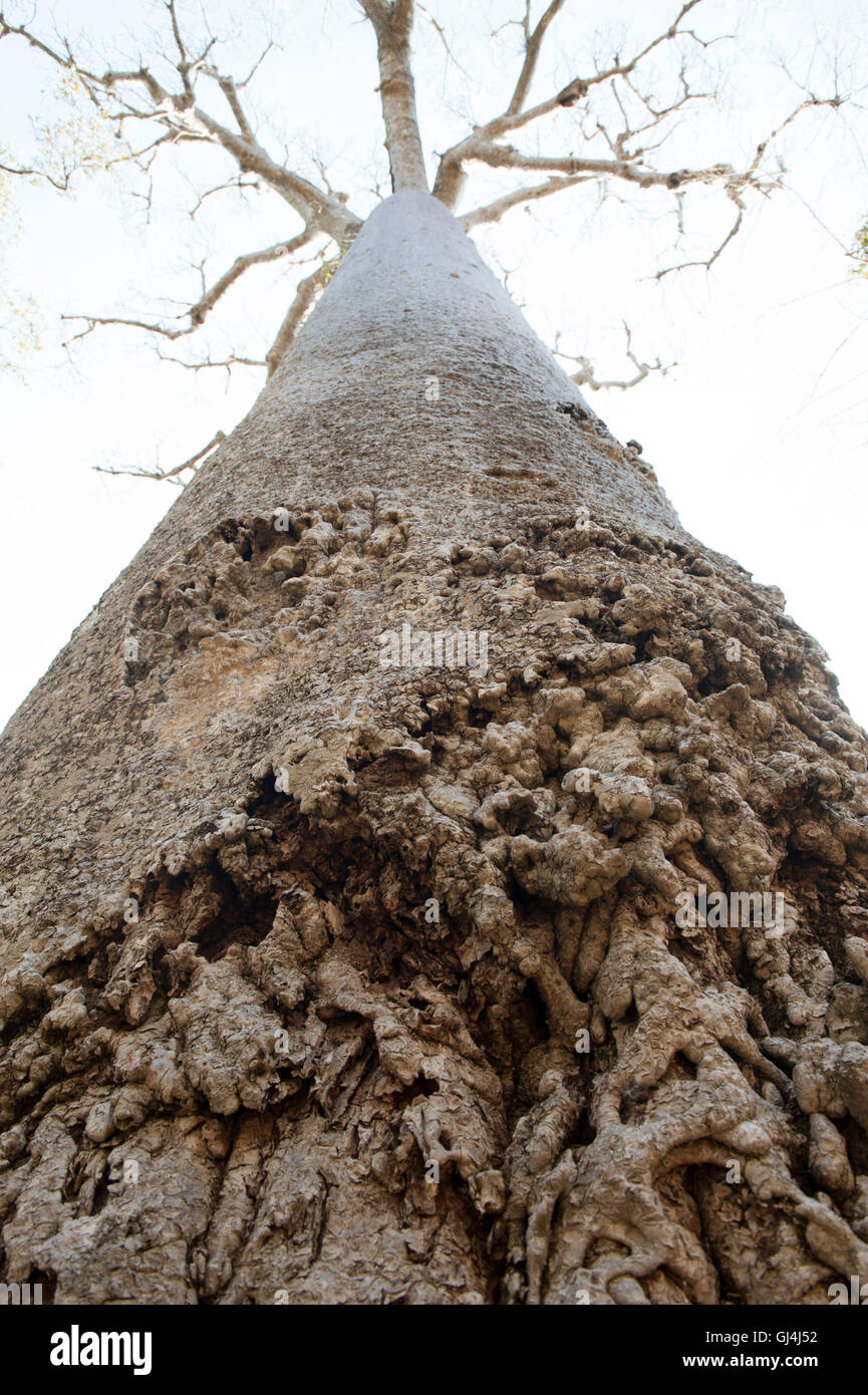 Adansonia Za Baobab Tree High Resolution Stock Photography and Images ...