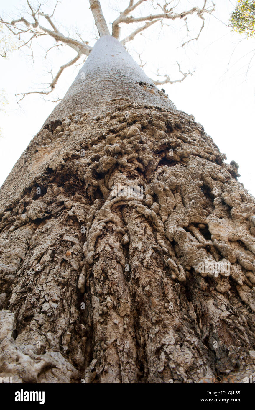 Baobab Tree Adansonia za Madagascar Stock Photo - Alamy