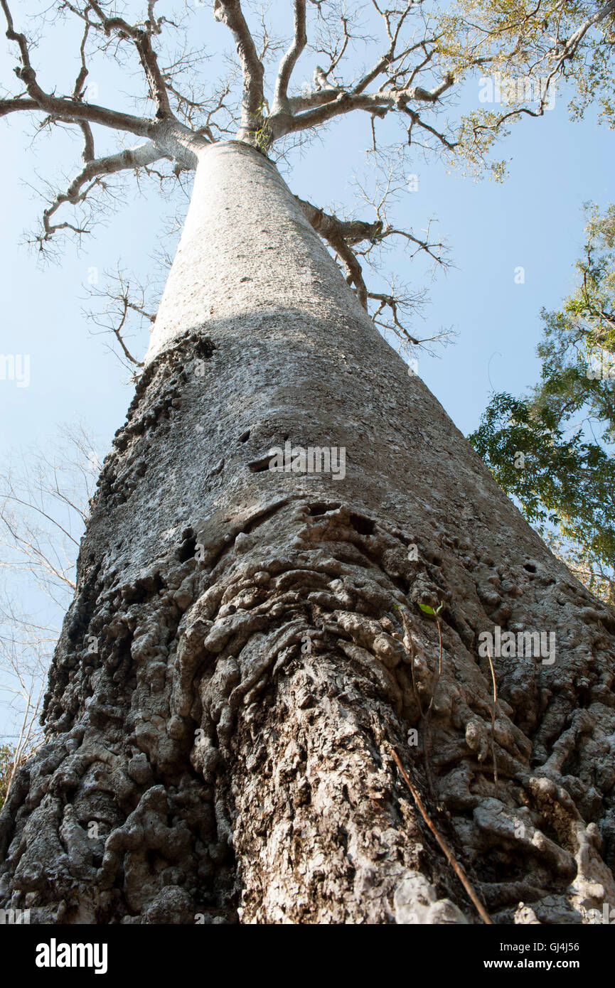 Baobab Tree Adansonia za Madagascar Stock Photo - Alamy