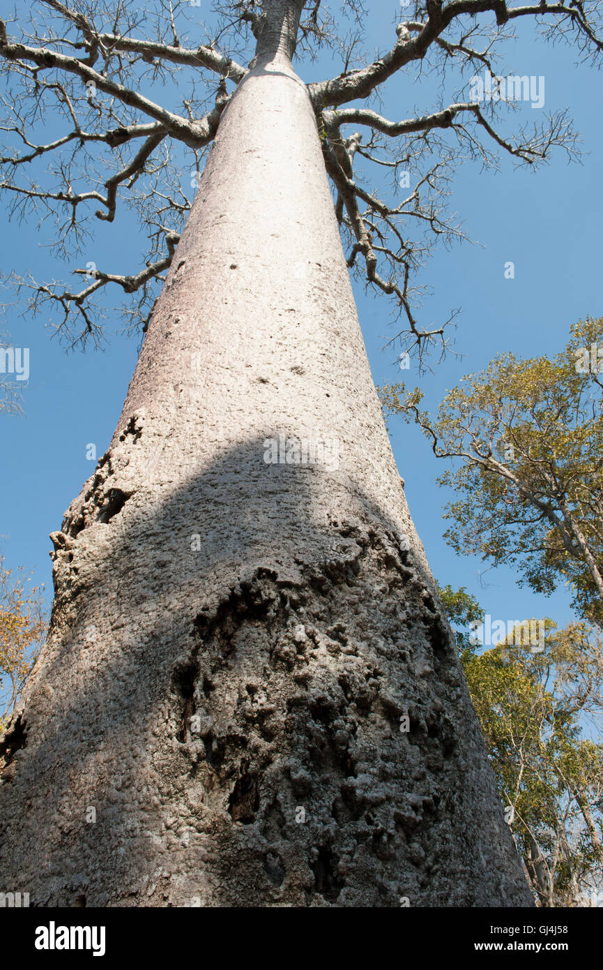 Baobab Tree Adansonia za Madagascar Stock Photo - Alamy