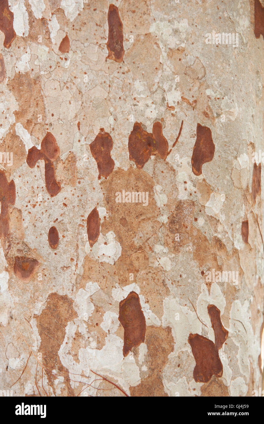 Rainforest tree bark hi-res stock photography and images - Alamy