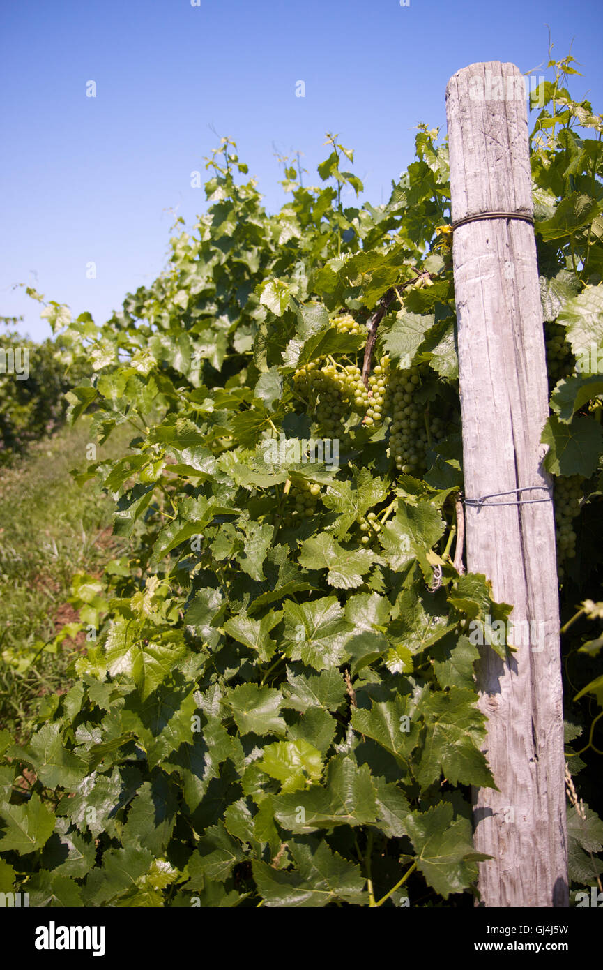 End of Vineyard row Stock Photo - Alamy