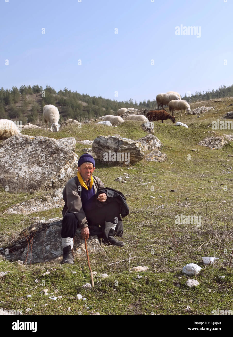 Sheepherder sheep hi-res stock photography and images - Alamy