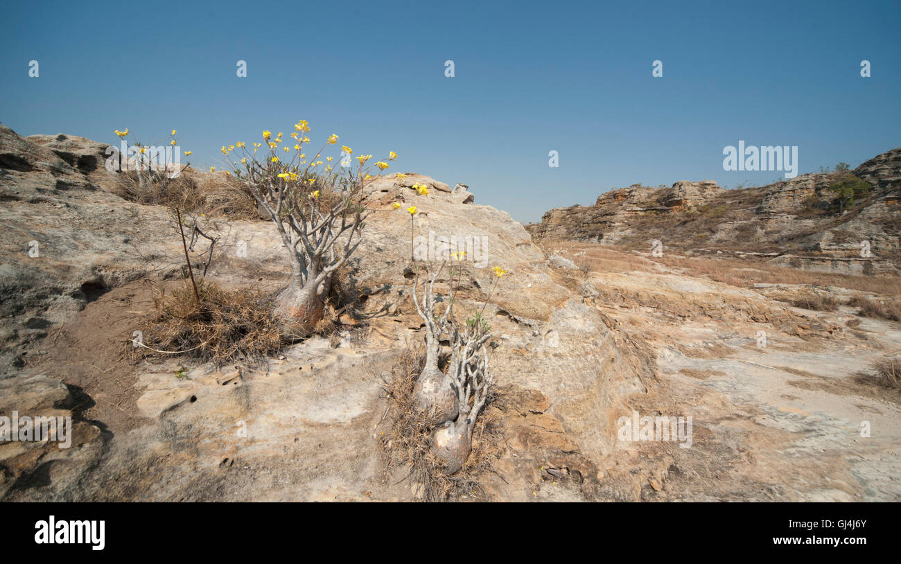 Elephant's Foot Plant Pachypodium lameri Stock Photo - Alamy