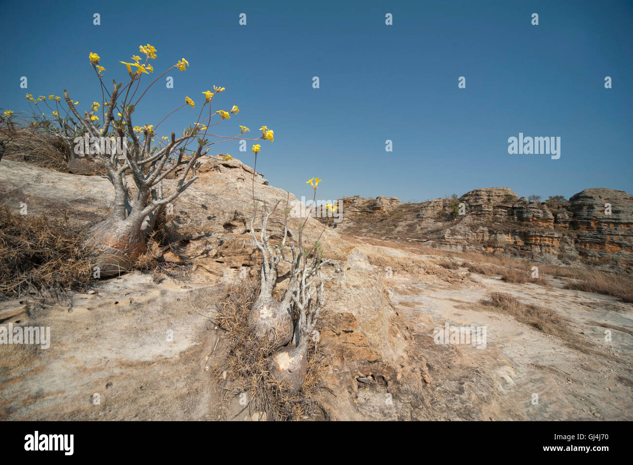 Elephant's Foot Plant Pachypodium lameri Stock Photo - Alamy