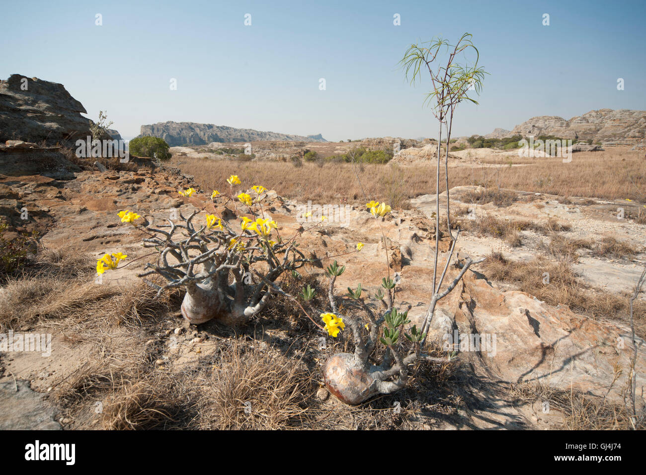 Elephant's Foot Plant Pachypodium lameri Stock Photo - Alamy