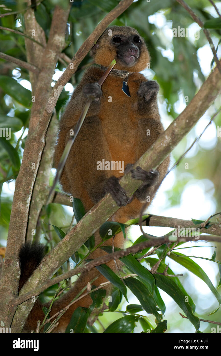 Golden Bamboo Lemur Hapalemur aureus Madagascar Stock Photo - Alamy