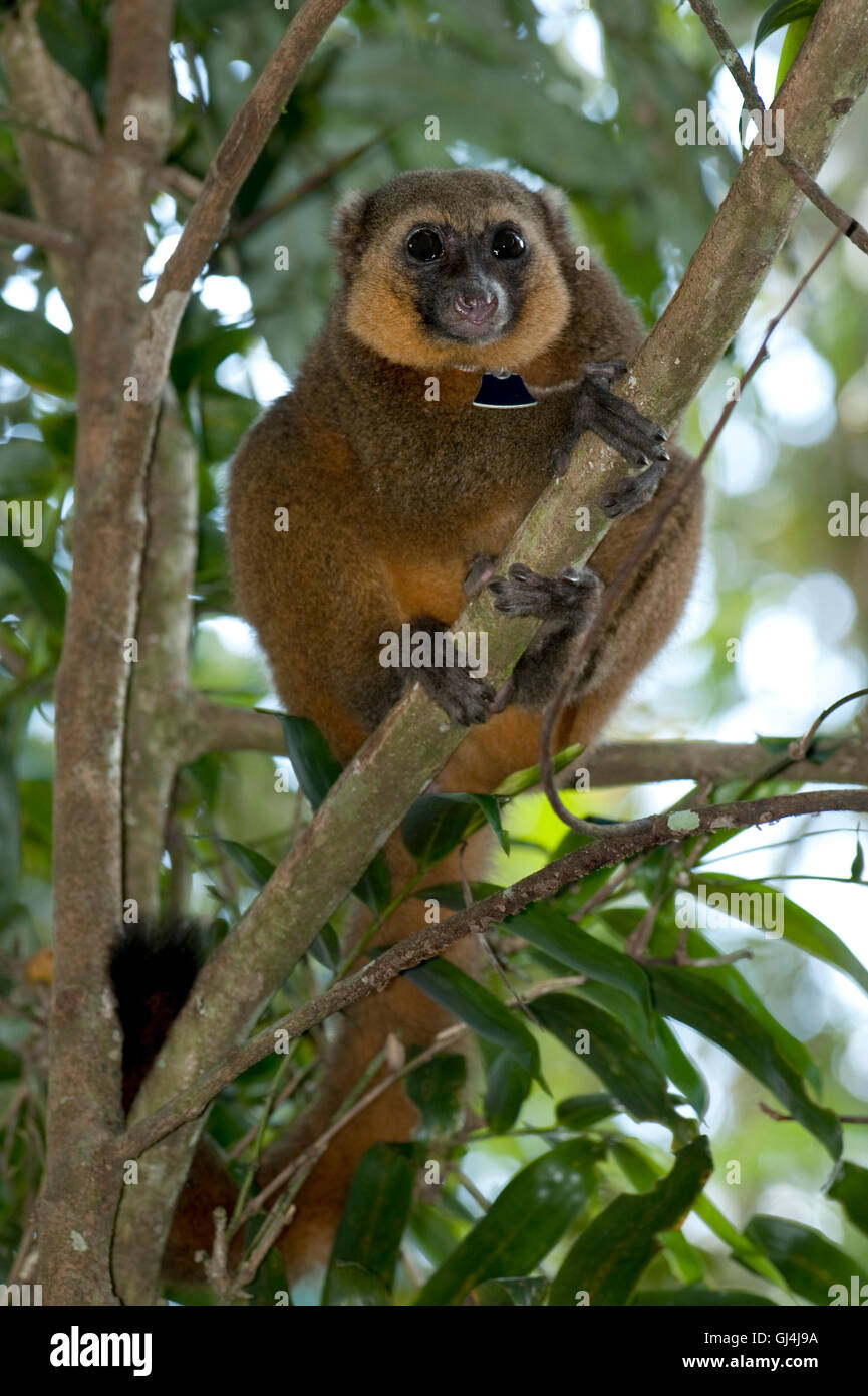 Golden bamboo lemur hi-res stock photography and images - Alamy