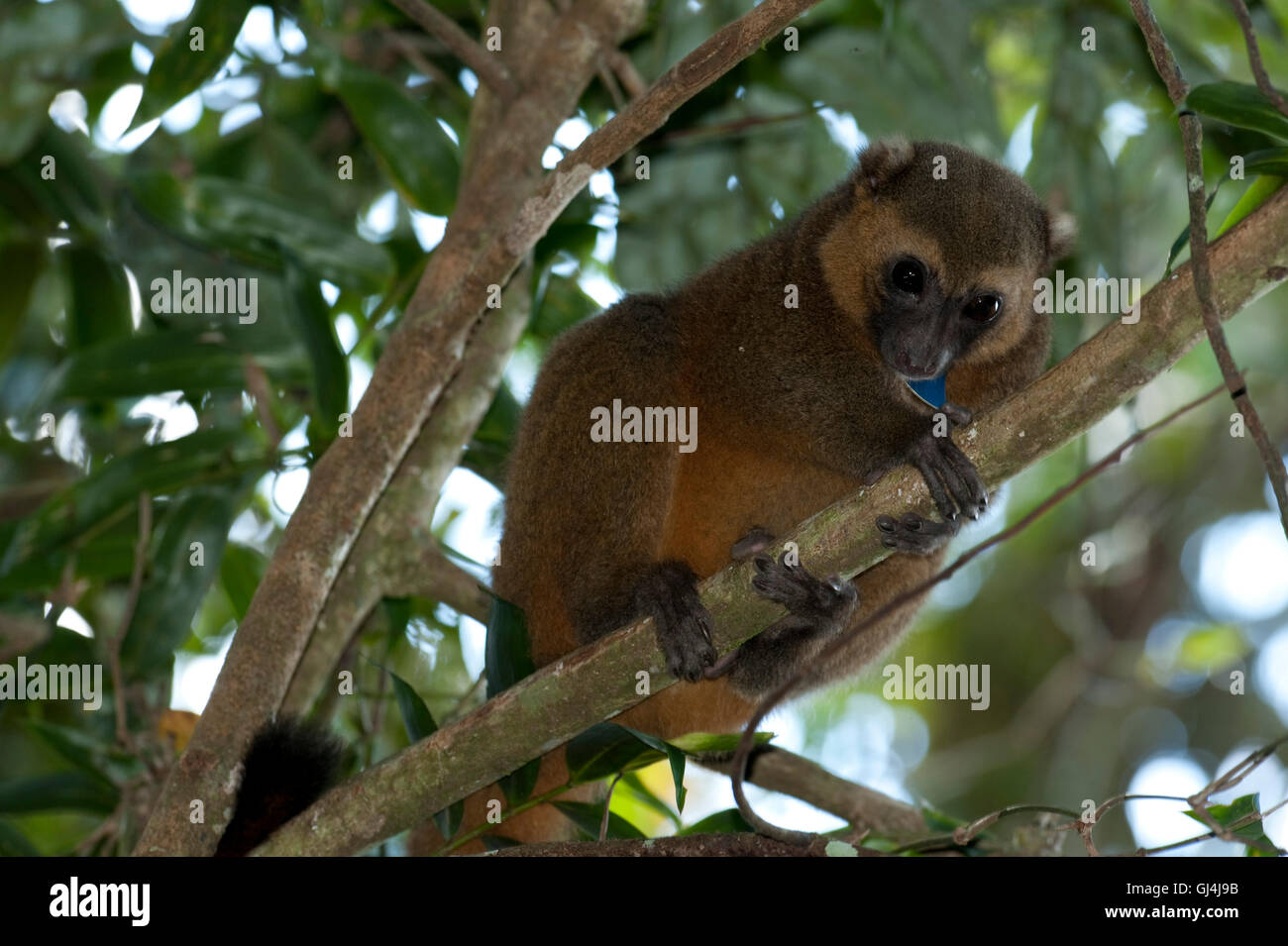 Golden Bamboo Lemur Hapalemur aureus Madagascar Stock Photo - Alamy