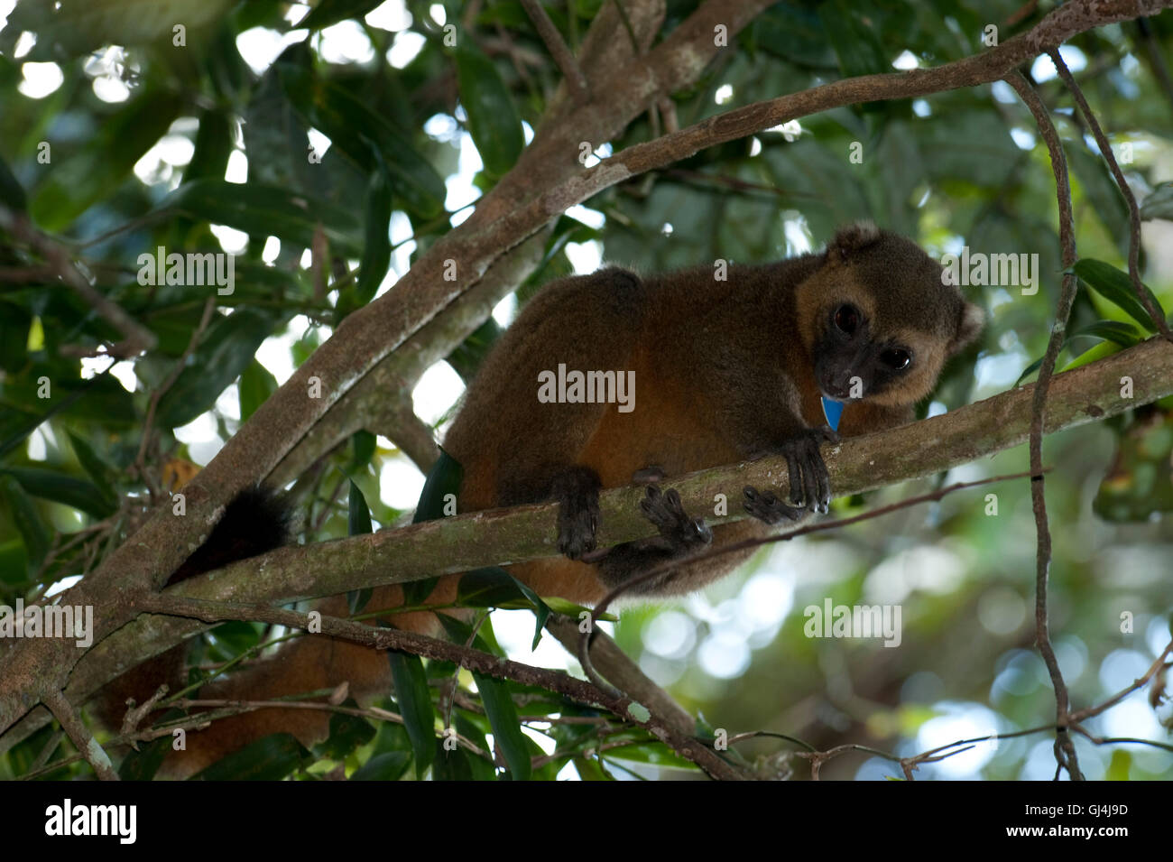 Golden Bamboo Lemur Hapalemur aureus Madagascar Stock Photo - Alamy