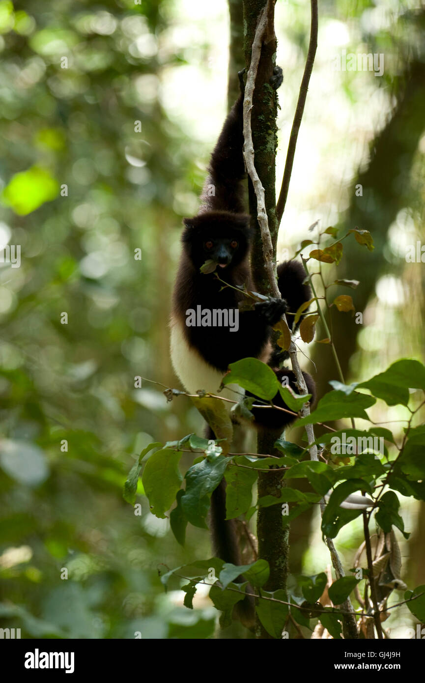 Milne Edwards Sifaka Propithecus edwardsi Madagascar Stock Photo - Alamy