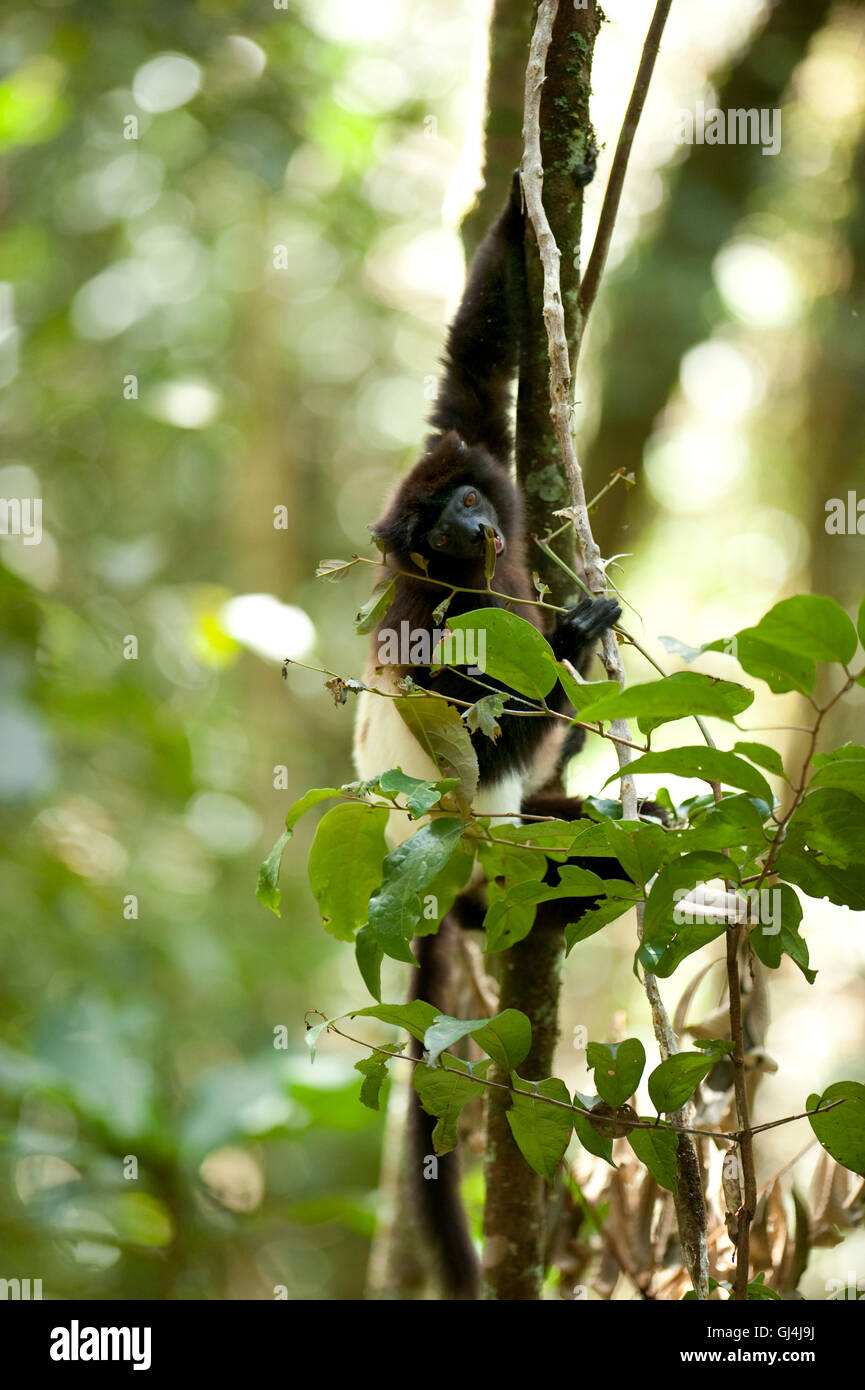 Edwards sifaka hi-res stock photography and images - Alamy