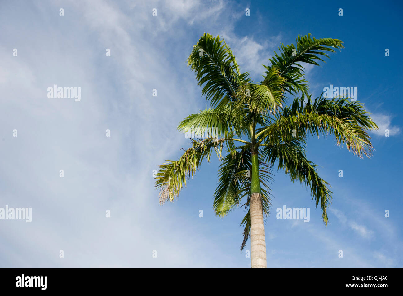 Philippino palm tree Stock Photo - Alamy